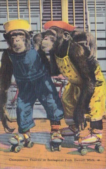 Monkeys On Roller Skates Chimpanzee Theatre In Zoological Park Detroit ...