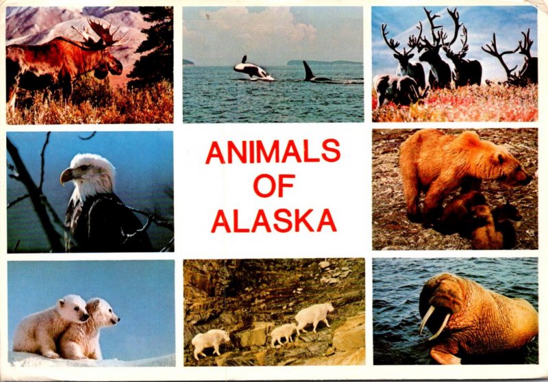 Animals Of Alaska Multi View Bears Walrus Killer Whale Bald Eagle Bull ...