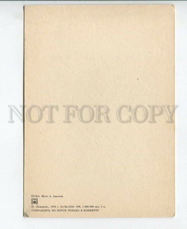 458652 USSR 1990 year Cougar photo Avalov old postcard | Topics ...