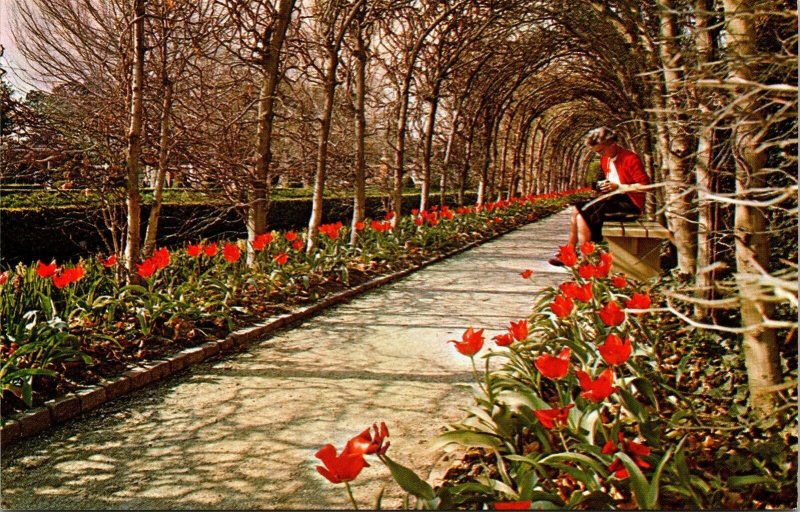 Tulips Palace Pathway Pleached Beech Trees Williamsburg Virginia VA ...