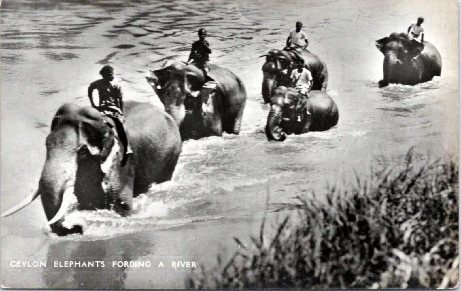 postcard RPPC - Ceylon Elephants Fording a River - People riding ...