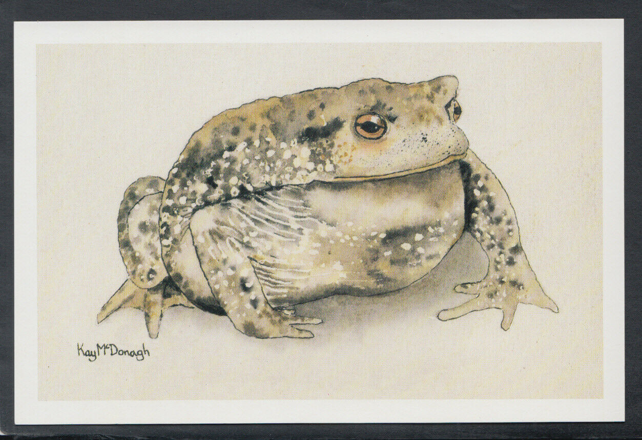 Animals Postcard - Art - Amphibian / "Toad", Artist Kay McDonagh 8082 ...