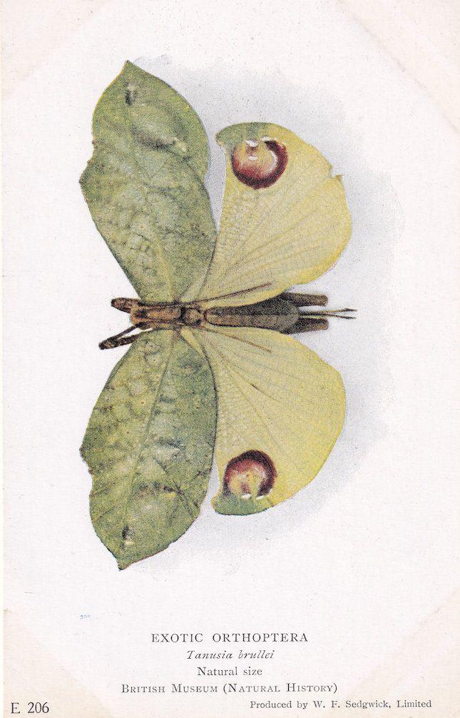 Tanusia Brullei Moth Exotic Orthoptera Moth Insect Antique Postcard ...