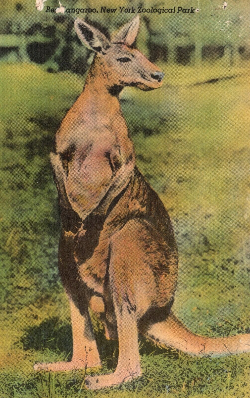 Vintage Postcard Red Kangaroo In New York Zoological Park Colourpicture ...