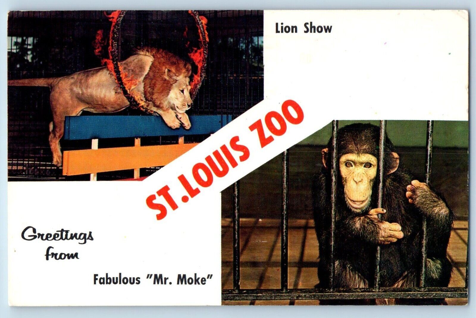Missouri MO Postcard Thrills & Fun At The St Louis Zoo Lion Show & Mr ...