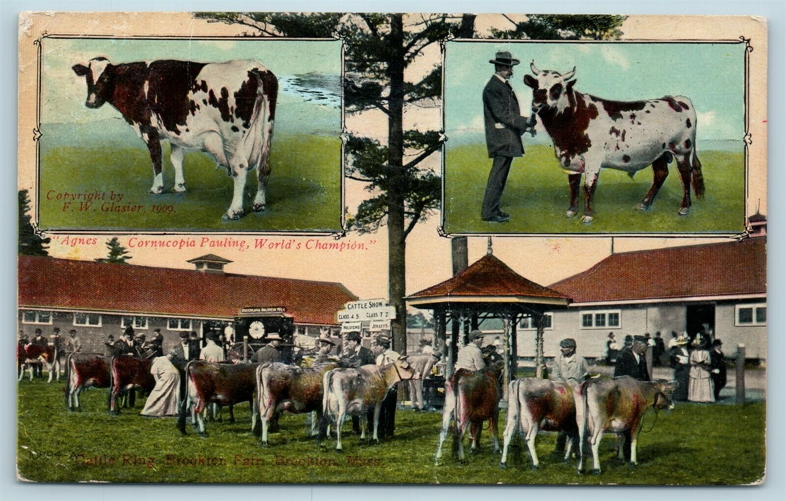 Postcard MA Brockton Fair Cattle Ring Cows Agnes Cornucopia Pauling ...