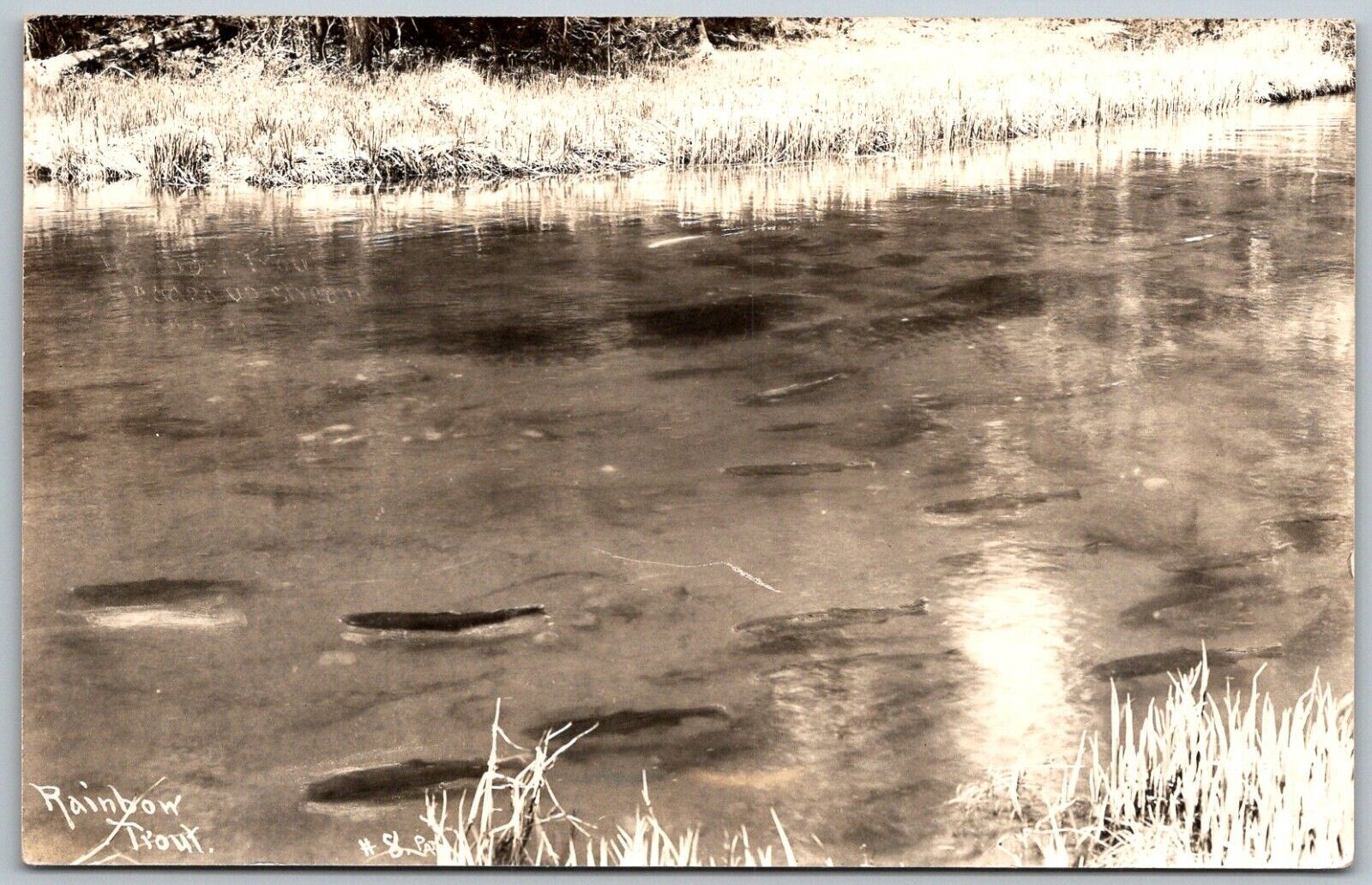 1940s RPPC Real Photo Postcard Rainbow Trout Fish In Stream | Other ...