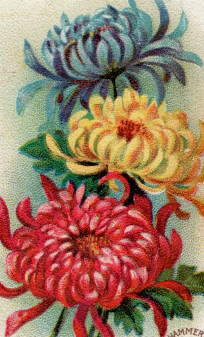 1880s Arm & Hammer Beautiful Flowers N0. 57 Chrysanthemum Fab! F7 ...