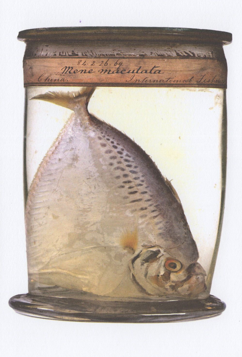Indo Pacific Odd Shaped Moonfish Fish Mene Maculate Museum Postcard ...
