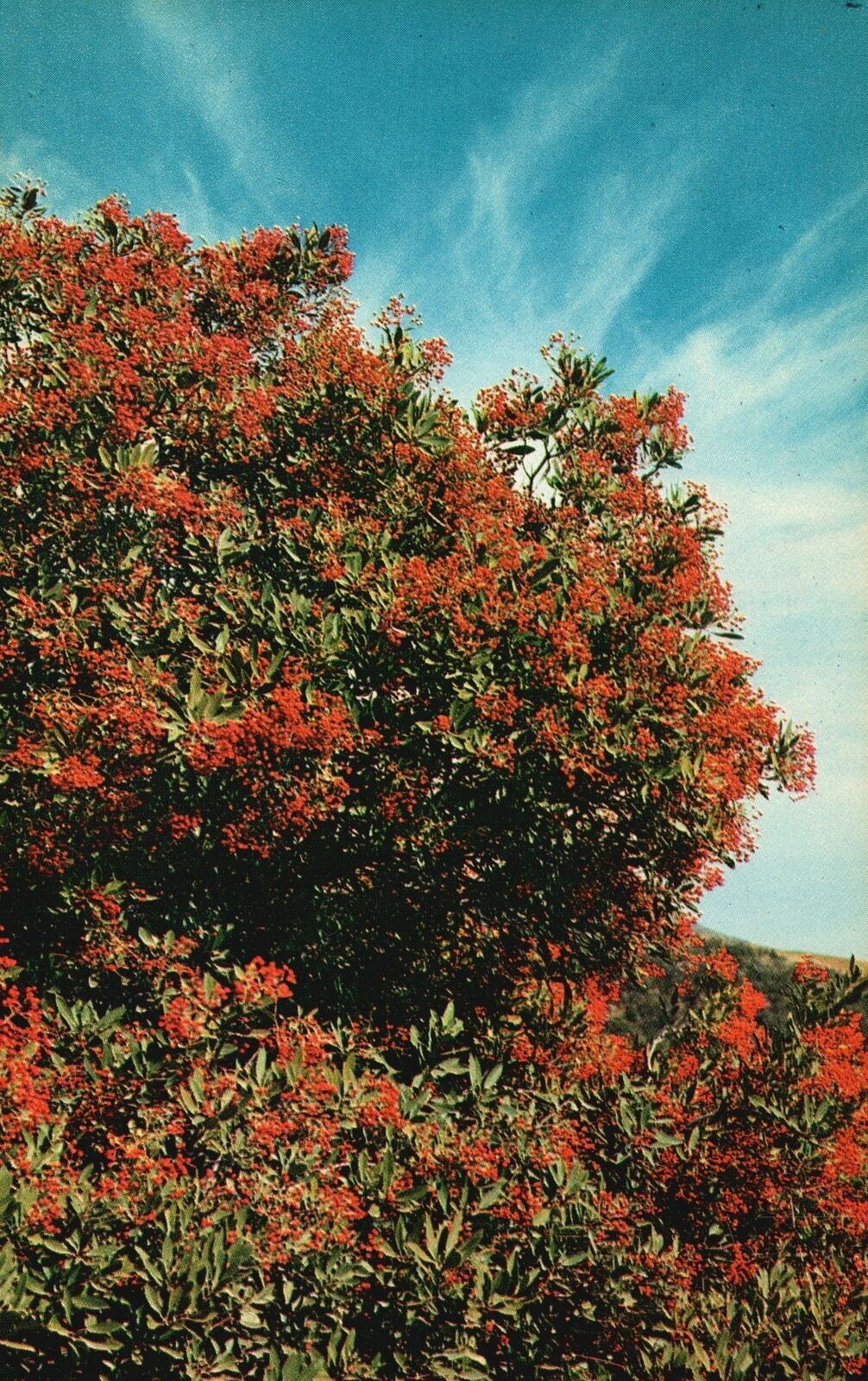 Vintage Postcard California Holly Toyon Berry Photinia Arbutifolia ...