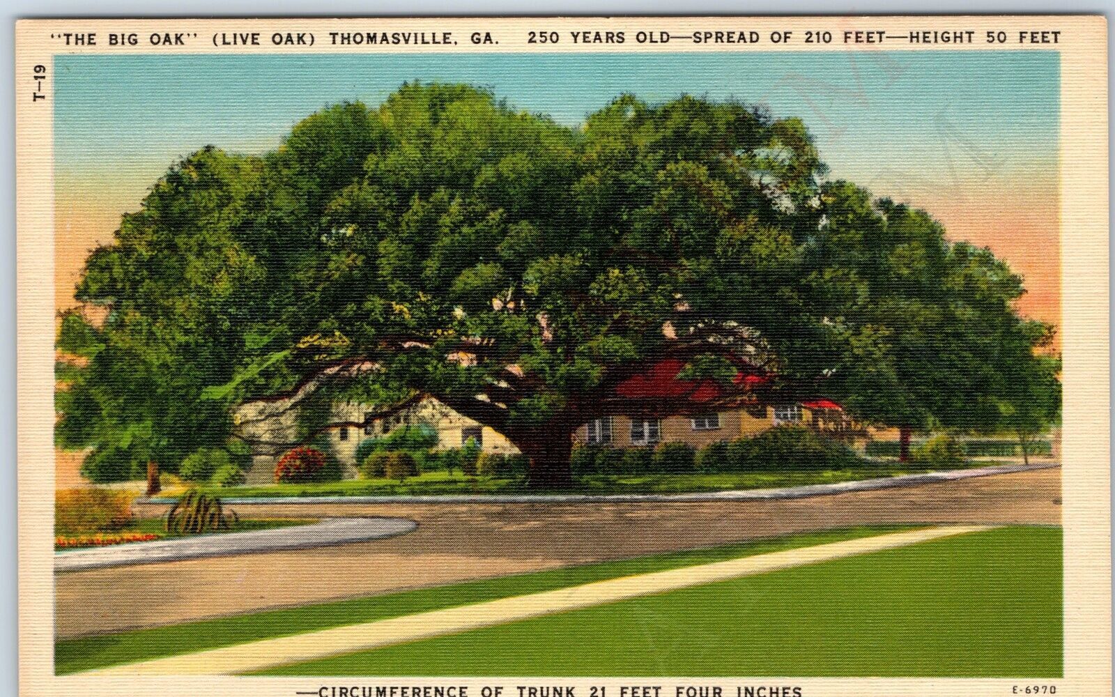 c1940s Thomasville GA Big 250 Years Old Live Oak Tree "The Big Oak" 21 ...