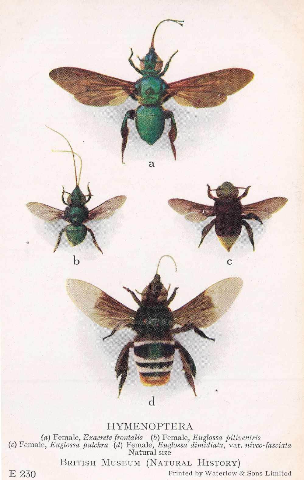 Exaerete Argentina Mexican Bees Wasps Hymenoptera Postcard | Topics ...