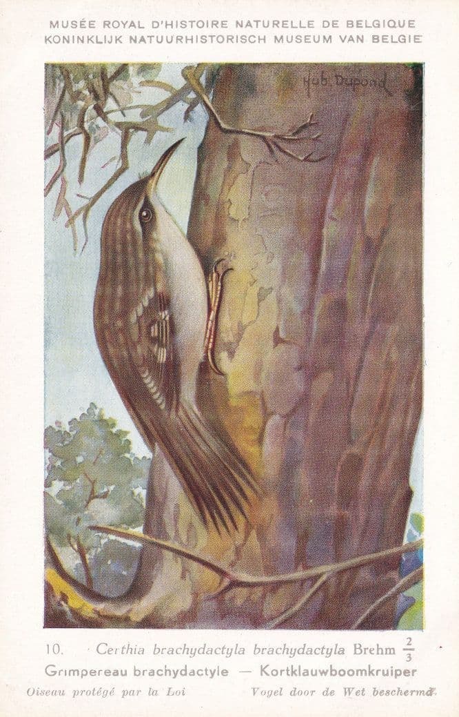 Eurasian Treecreeper Certhia Familiaris Rare WW2 Bird Postcard | Topics ...