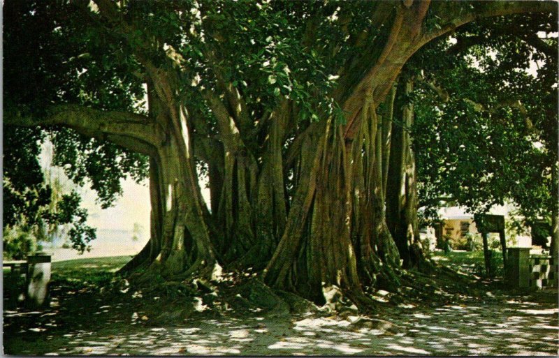 Florida Punta Gorda Tha Famous Banyan Tree | United States - Florida ...