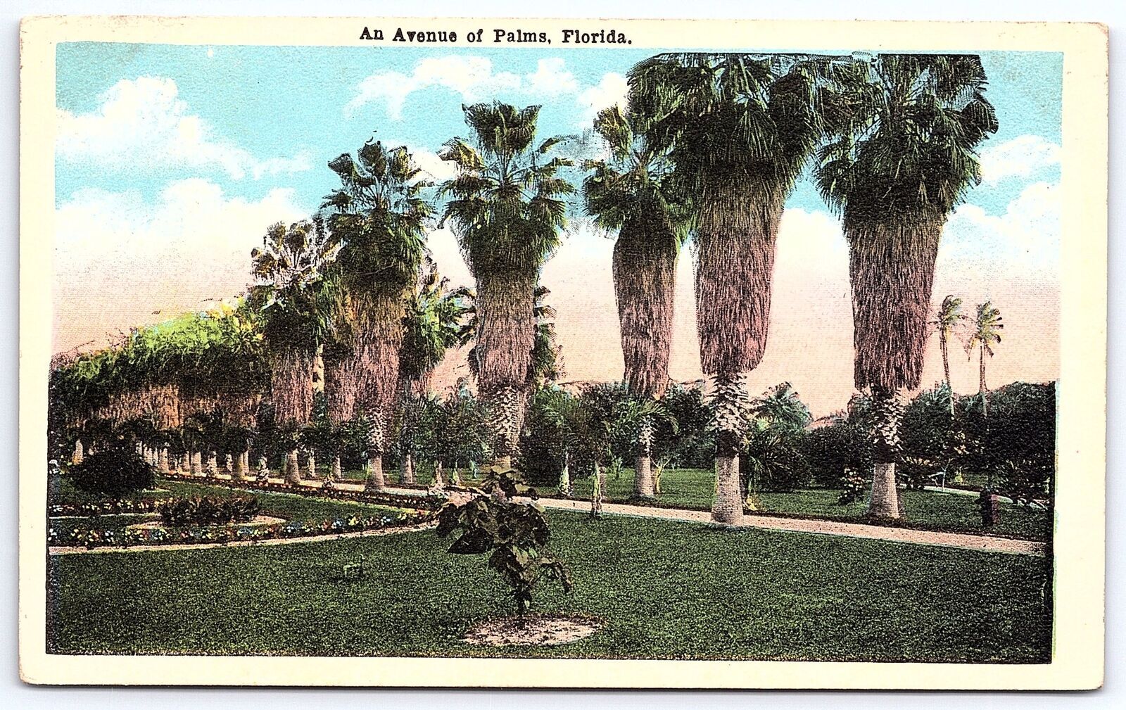 Vintage Postcard An Avenue of Palm Trees Pathway Greenfield Nature ...