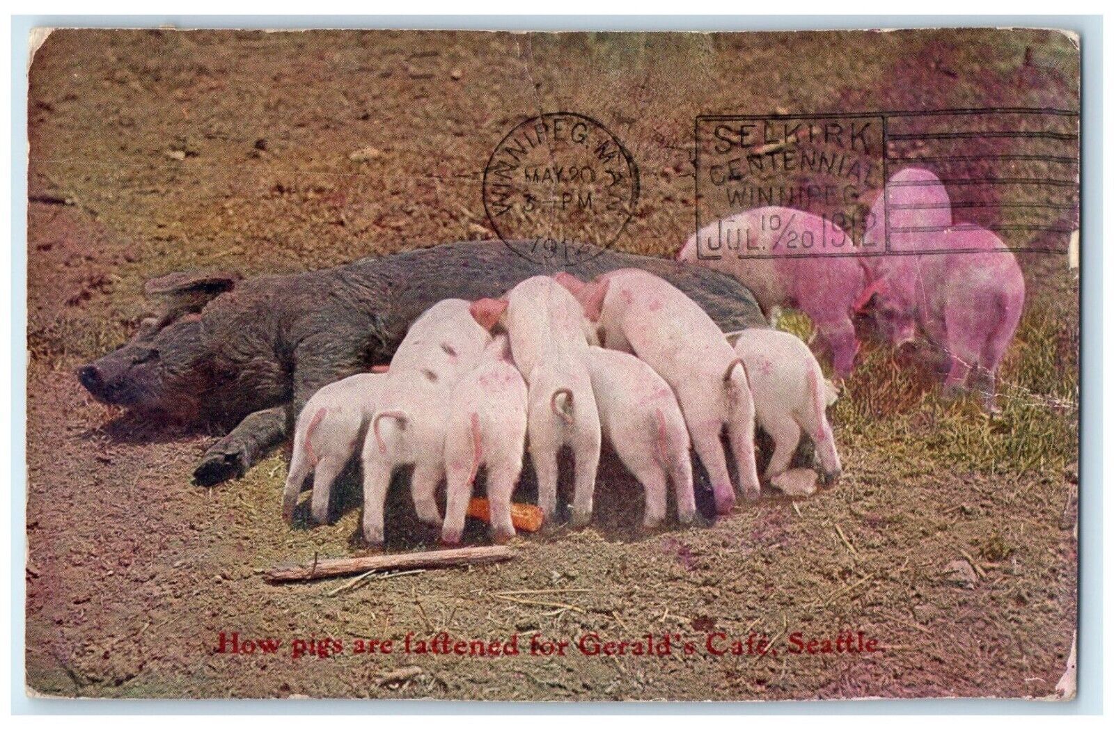 1912 How Pigs Fattended Gerald's Cafe Animal Seattle Washington Vintage ...
