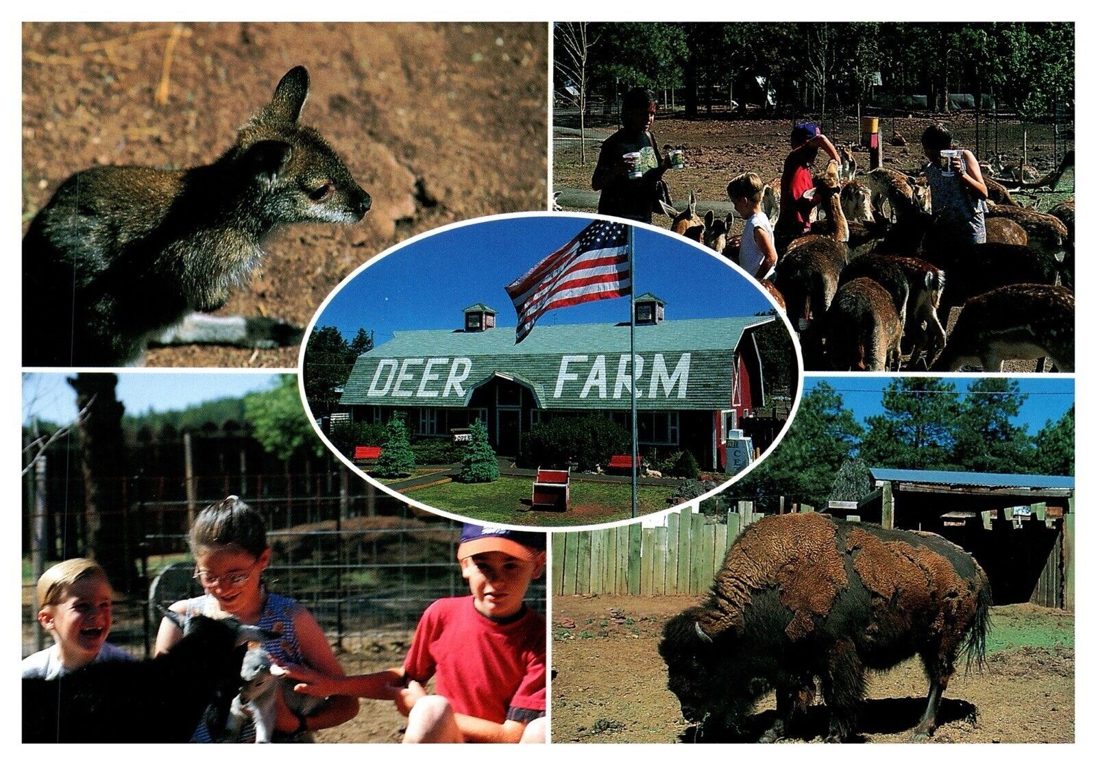 Deer Farm Grand Canyon Buffalo Park Animals Multi Picture UNP Postcard ...