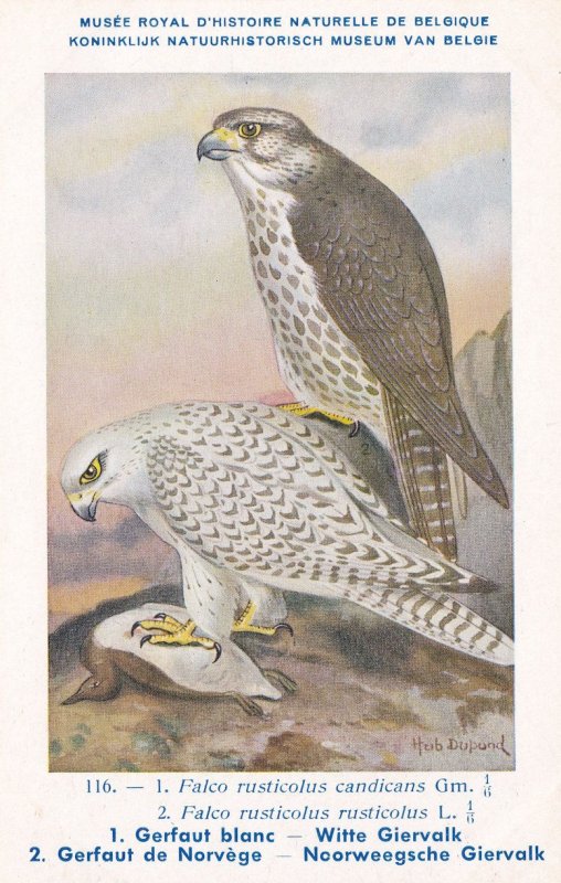 Gyrofalcon Falcon Falco Ruticolus Gerfaut Blanc WW2 Bird Postcard ...