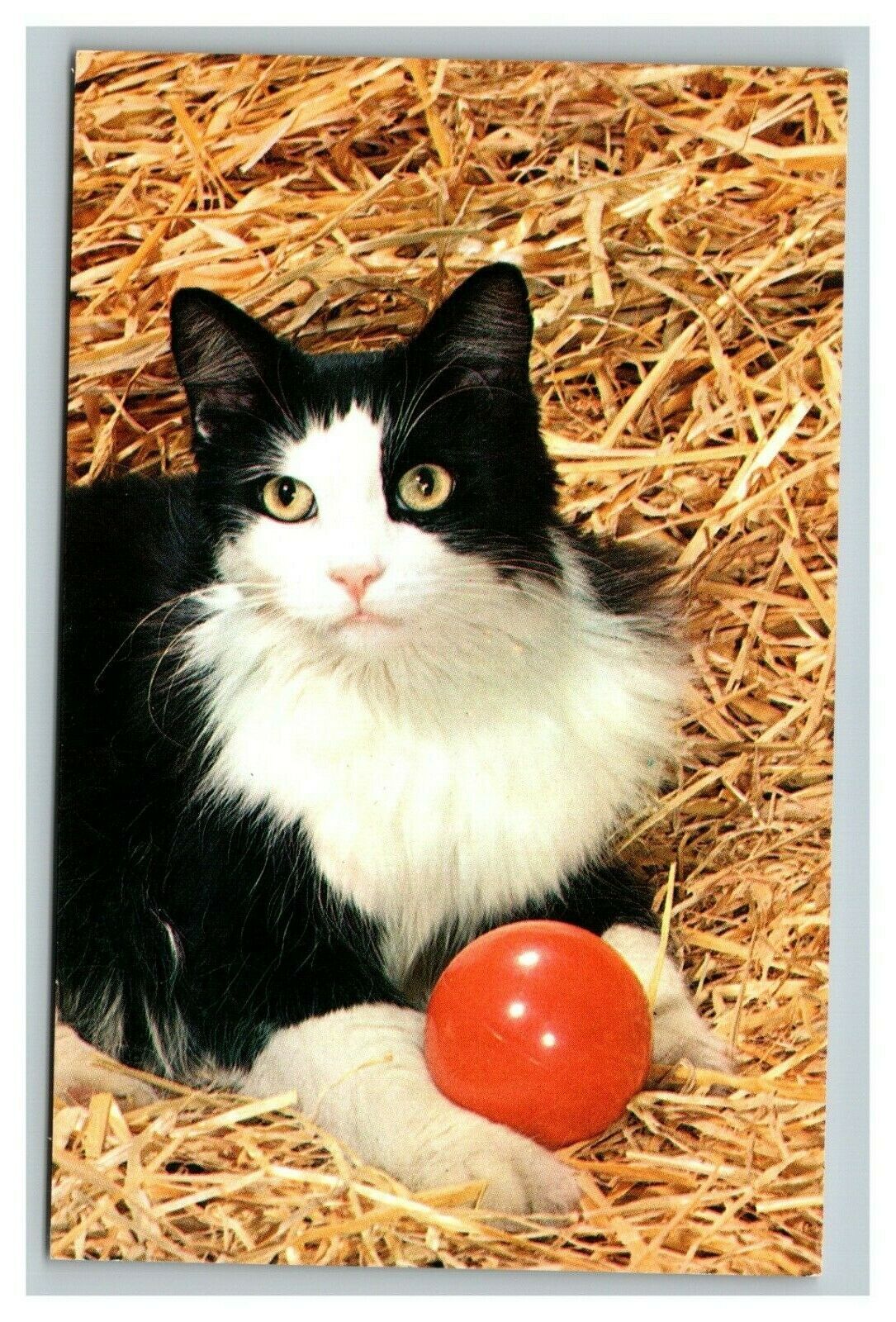 Vintage 1960's Postcard Cute Black & White Barn Cat in the Hay with Red ...