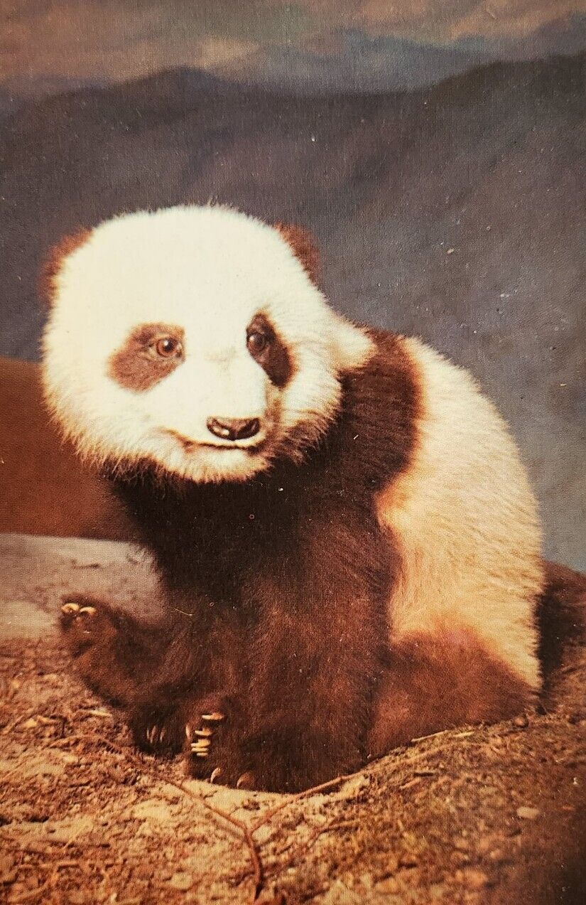 Panda Bear Academy Natural History Museum Philadelphia PA Postcard ...