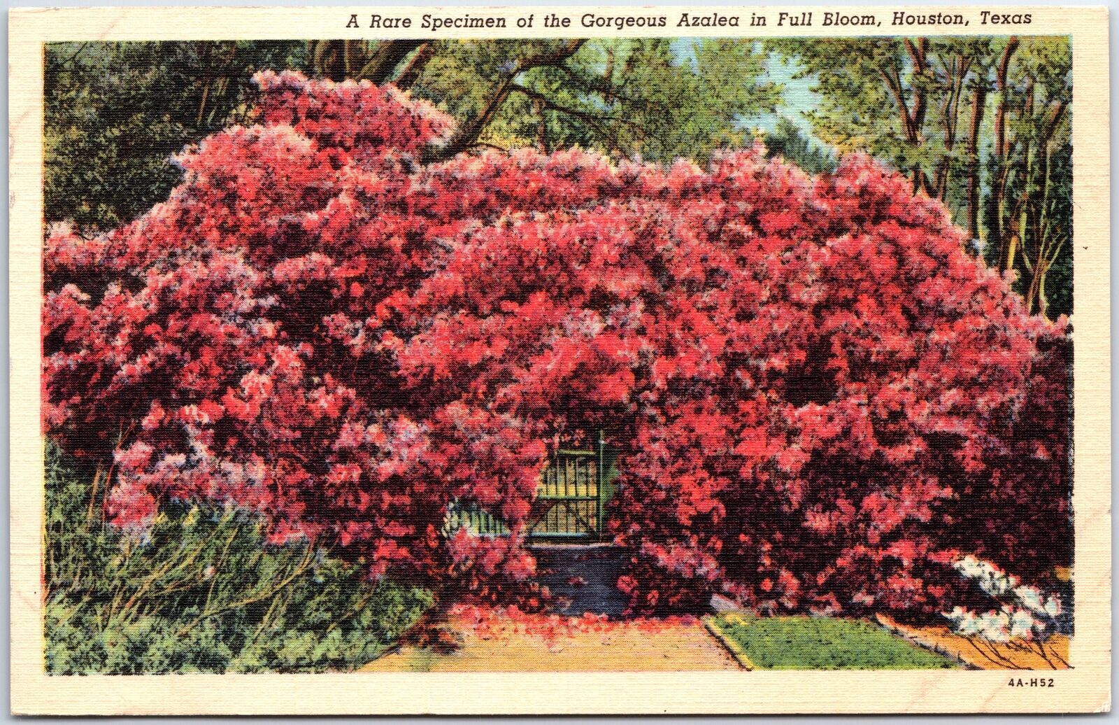 Vintage Postcard Specimen of Azalea in Full Blossom at Houston Texas ...