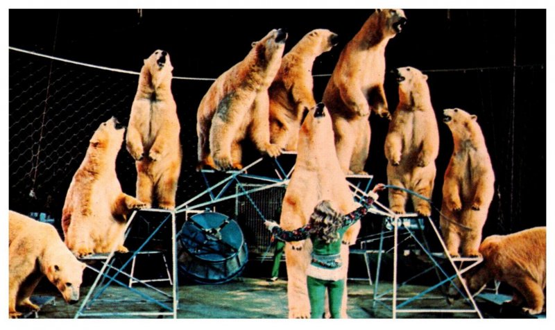 Ringling Bros. Circus , Polar Pyramid Bears | Topics - Entertainment ...