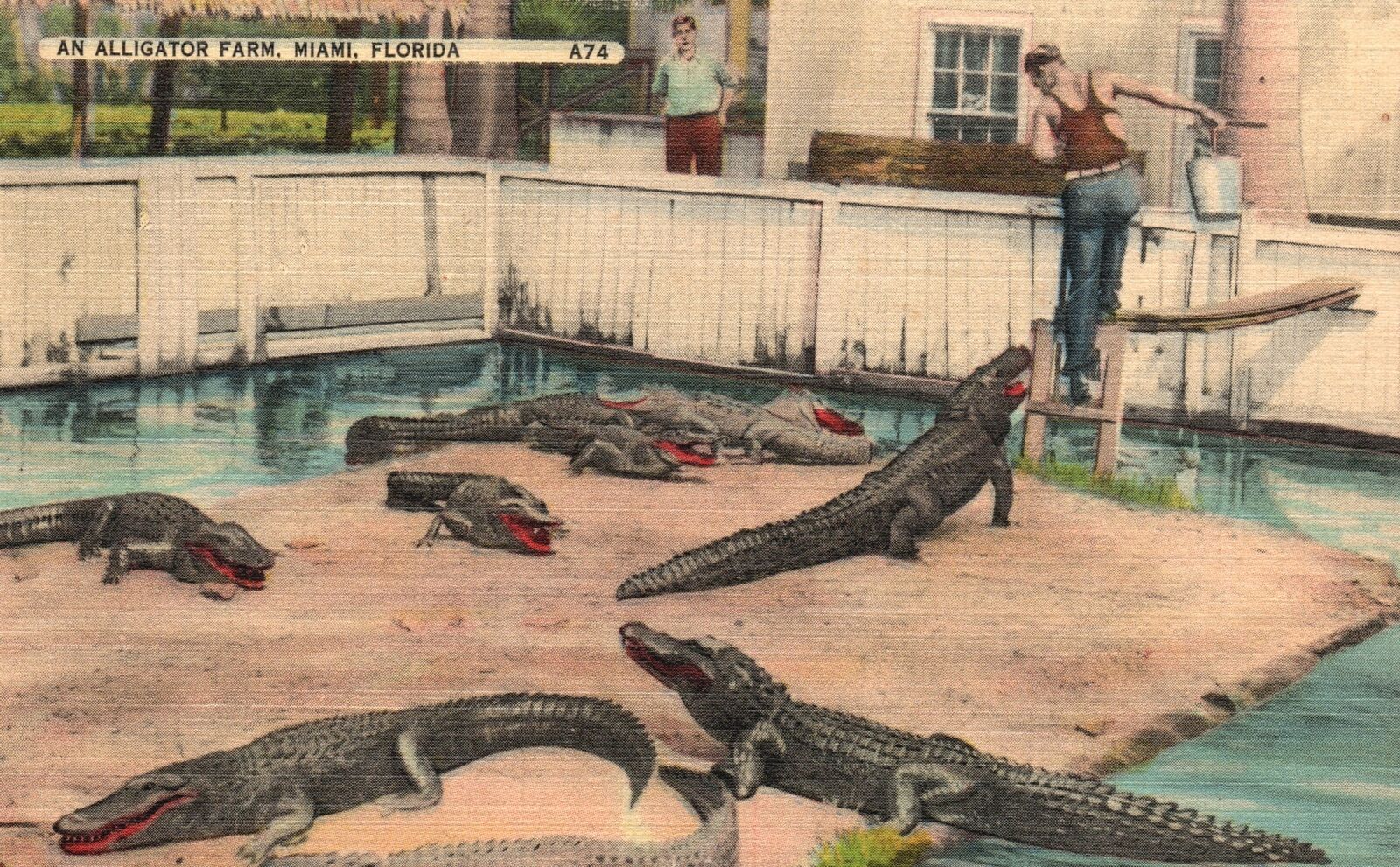 Vintage Postcard An Alligator Farm Miami Florida FL J. B. Sommers Pub ...