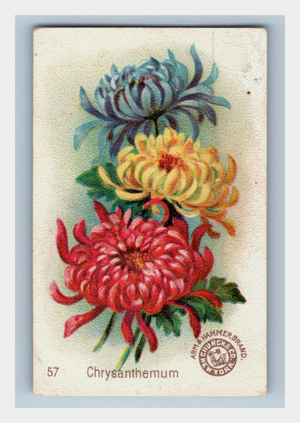 1880s Arm & Hammer Beautiful Flowers N0. 57 Chrysanthemum Fab! F7 ...