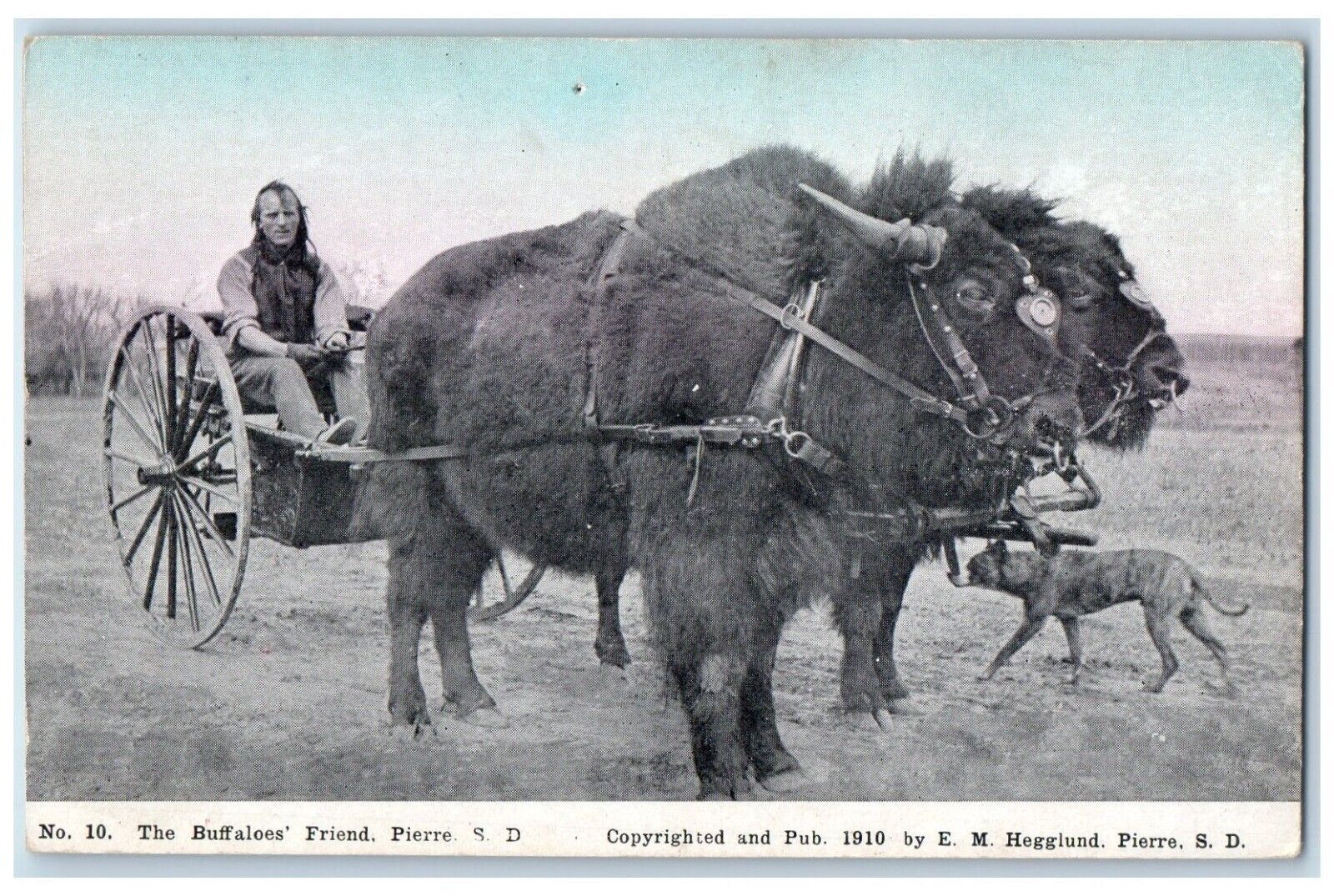 c1910's The Buffaloes Friend Pierre SD South Dakota Dog Native American ...