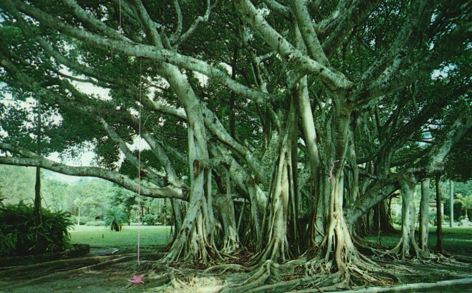 Vintage Postcard 1963 Giant Banyan Tree Tropical Miami Florida FL ...