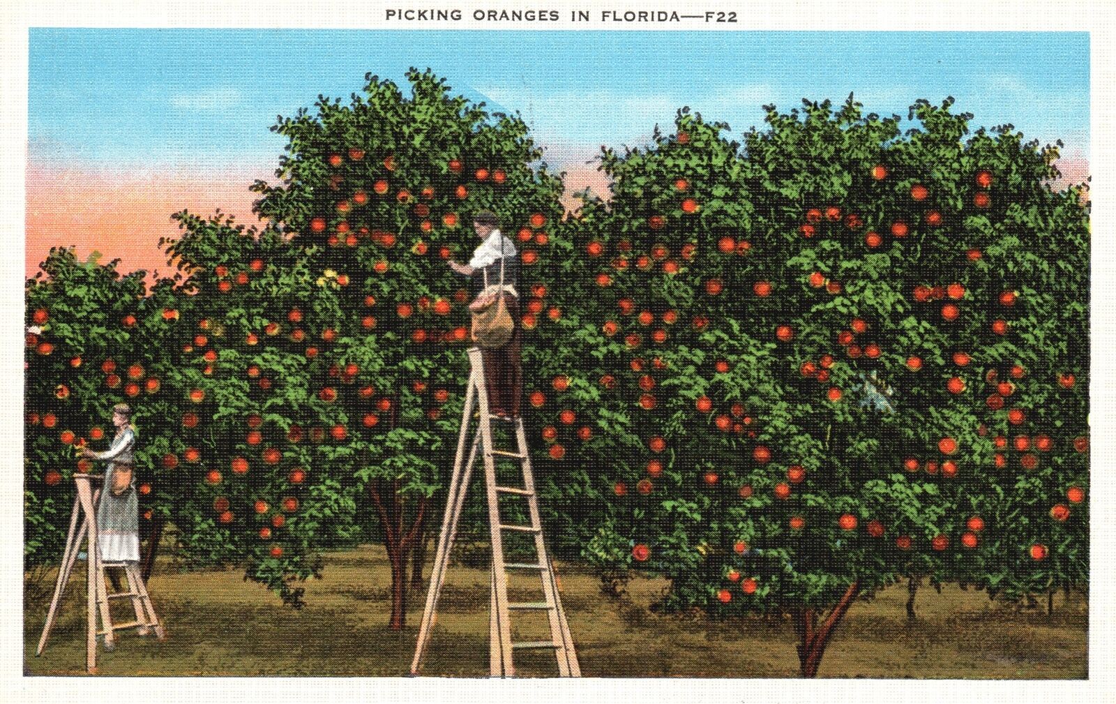 Vintage Postcard Picking Oranges in Florida Harvest Farmers Ladder ...