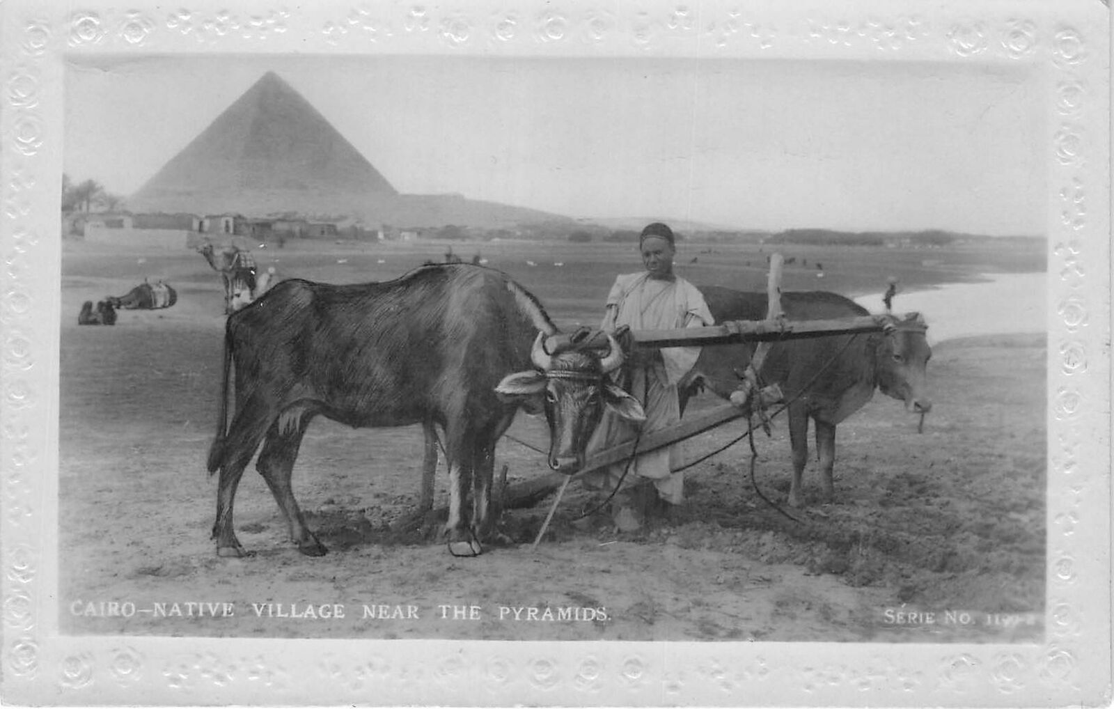 Lot250 cairo native village near the pyramids cow field work types ...