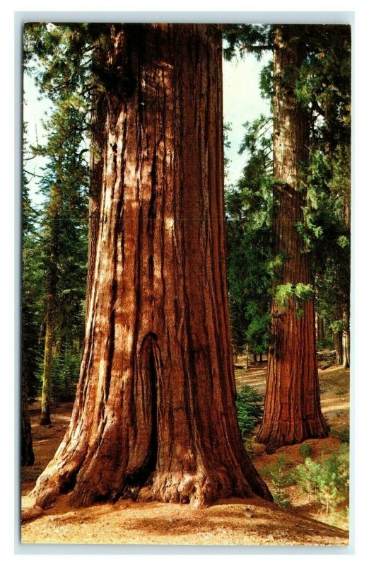 Postcard The Giant California Redwoods T45 | United States - California ...