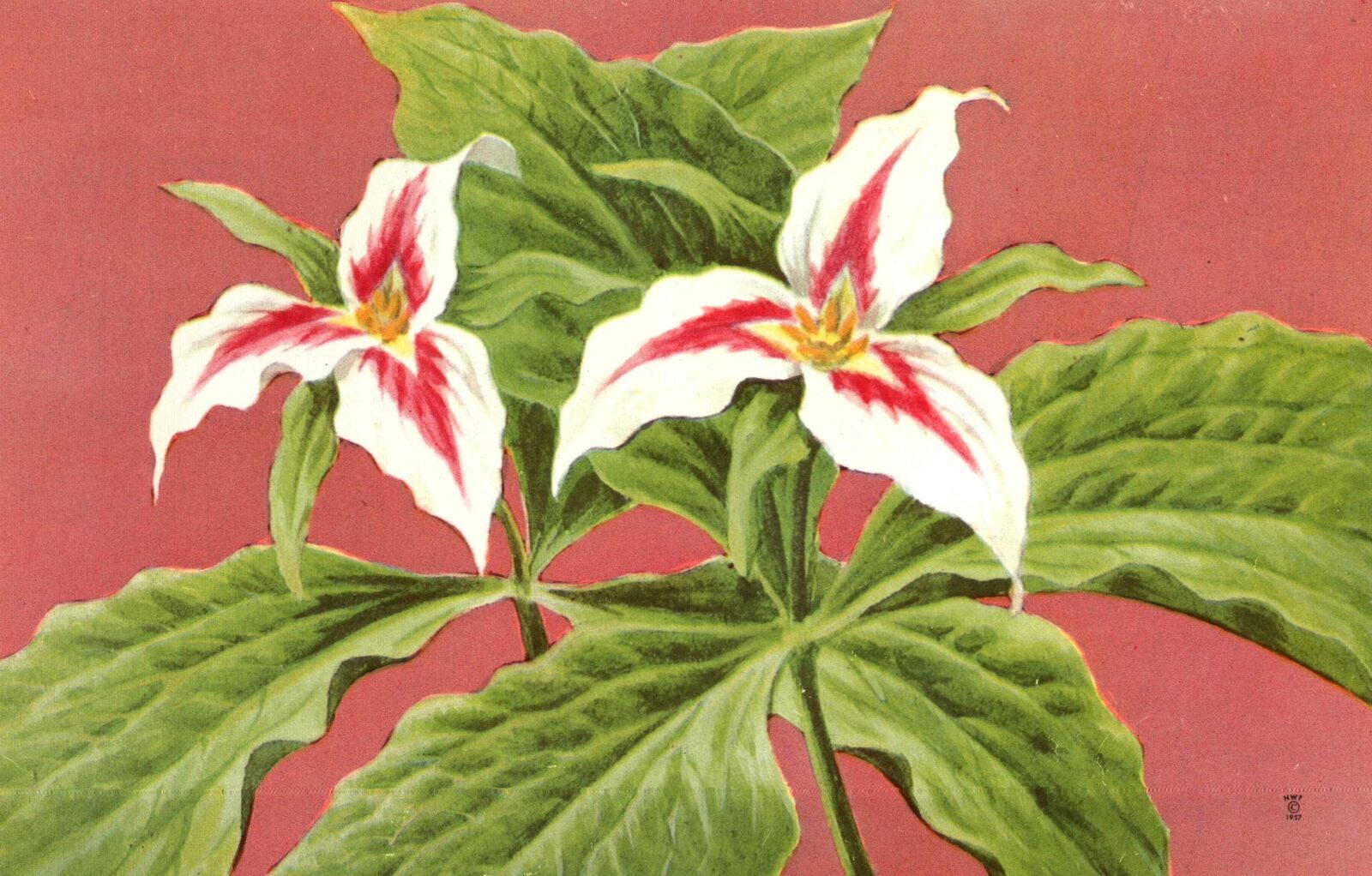 Vintage Postcard Painted Trillium Flower Appears in North East U.S.a ...