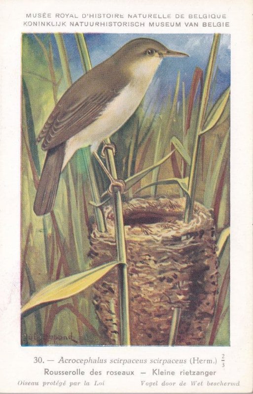 Eurasian Reed Warbler Vintage WW2 Bird Rare Postcard | Topics ...
