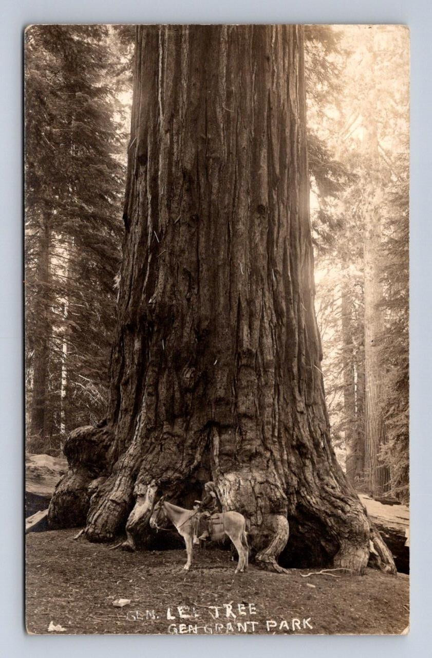 Rppc General LEE Tree Grant Park California Real Photo Postcard (C ...