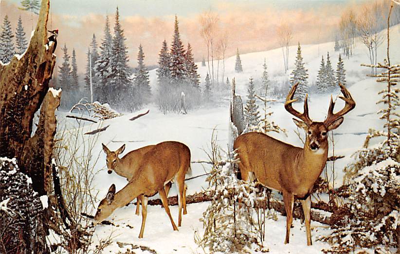 White Tailed Deer Public Museum - Milwaukee, Wisconsin WI | United ...