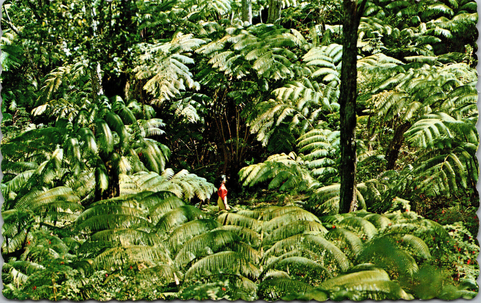 The Fern Jungle Hawaii Volcanoes National Park C1960s Vintage Postcard ...