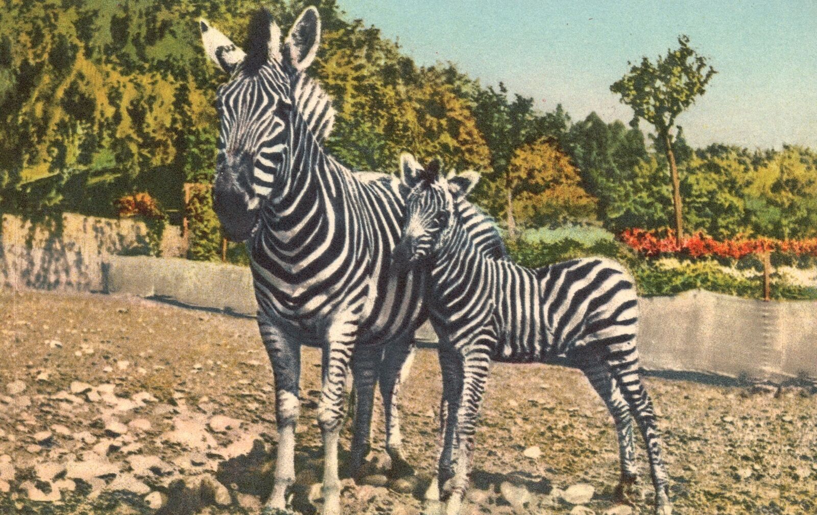 Vintage Postcard Zebras Mother Zebra And Baby In The Zoo Animal Habitat ...