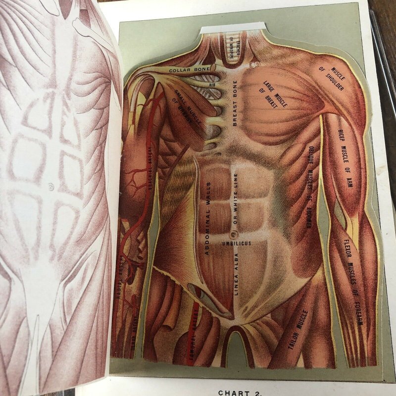 VTG 1901 Female Torso Anatomical Flap-Up Color Illust. by E J Stanley ...