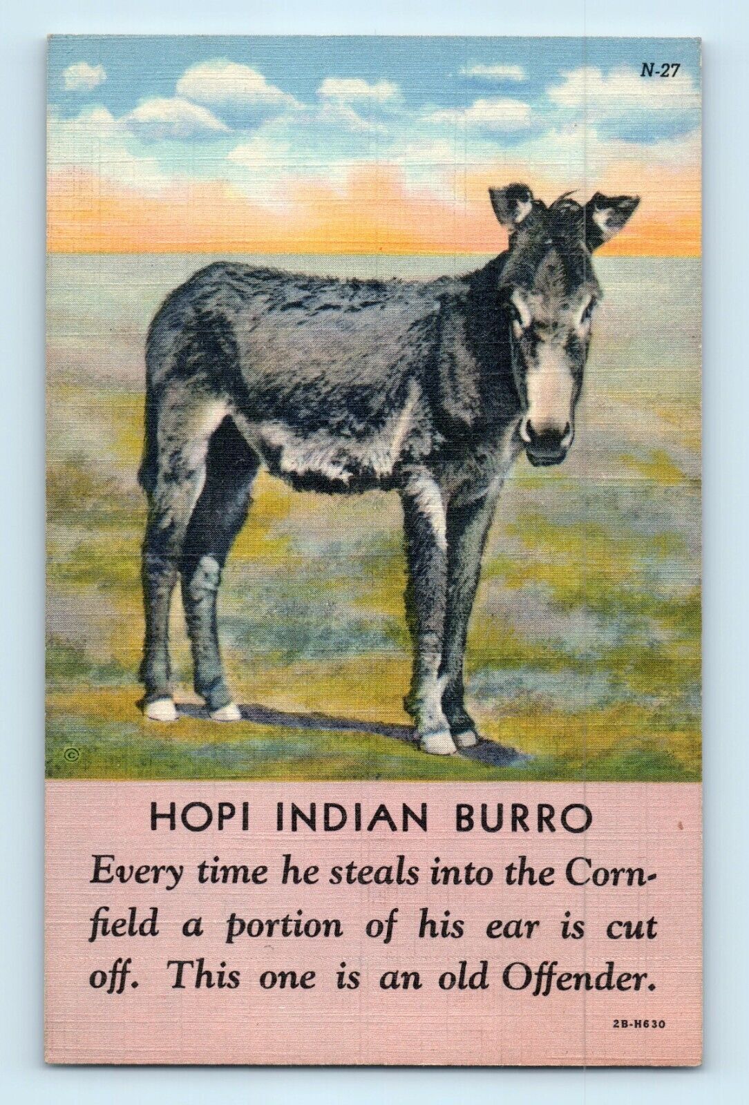 Hopi Indian Burro Flat Top Mesas Donkey Old Time Comedy Card Postcard ...