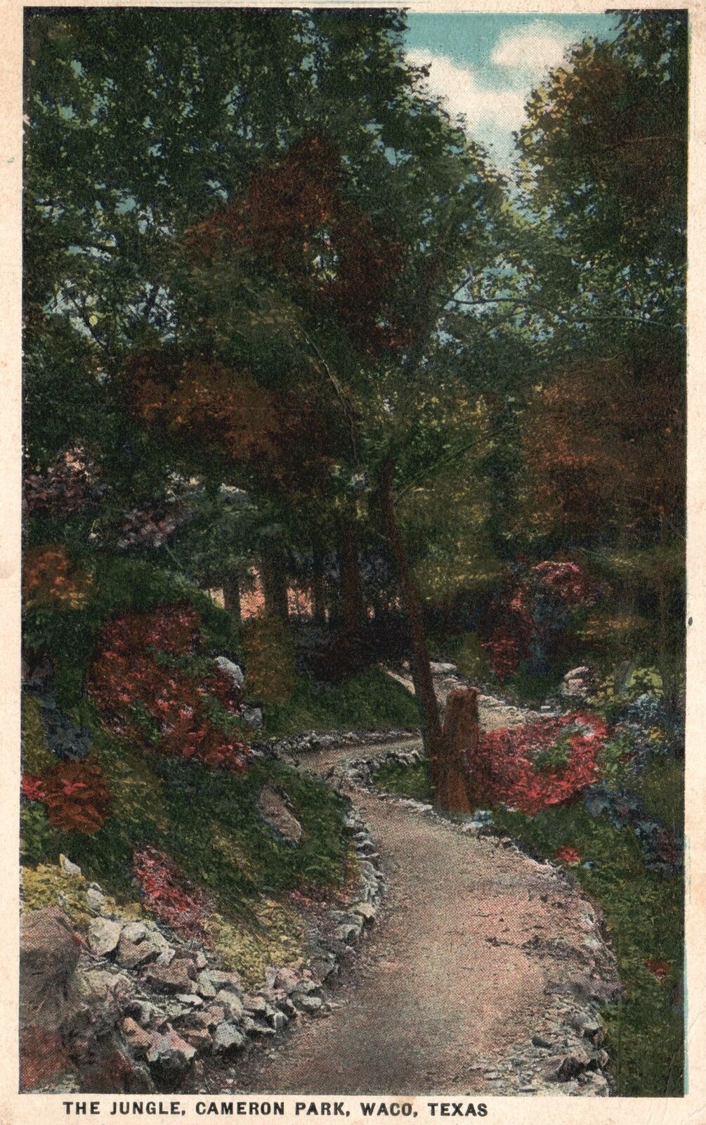 Vintage Postcard The Jungle Trail Forest Cameron Park Wacko Texas ...