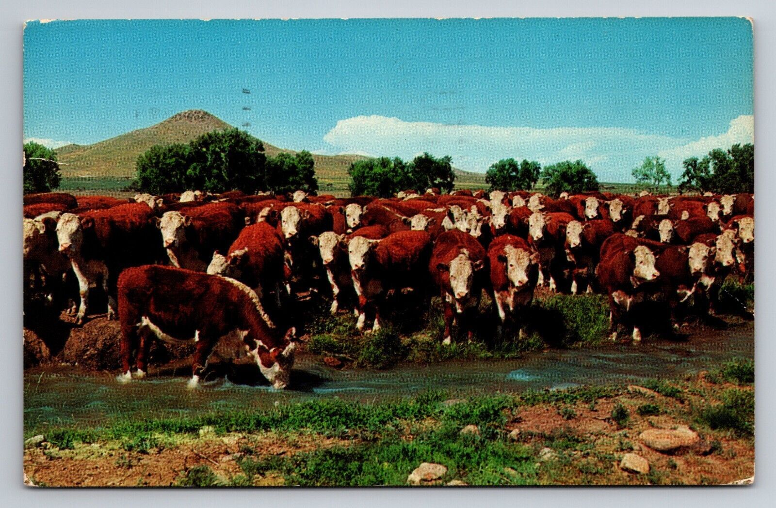 Whiteface Cattle Posted 1962 Burlington Colorado Vintage Postcard Of ...