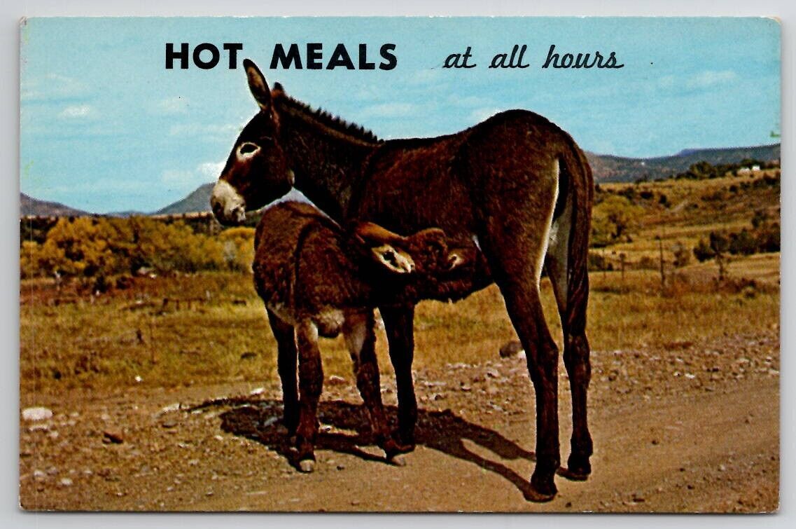 Donkeys Hot Meals At All Times Mother And Baby Burros Postcard R28 ...