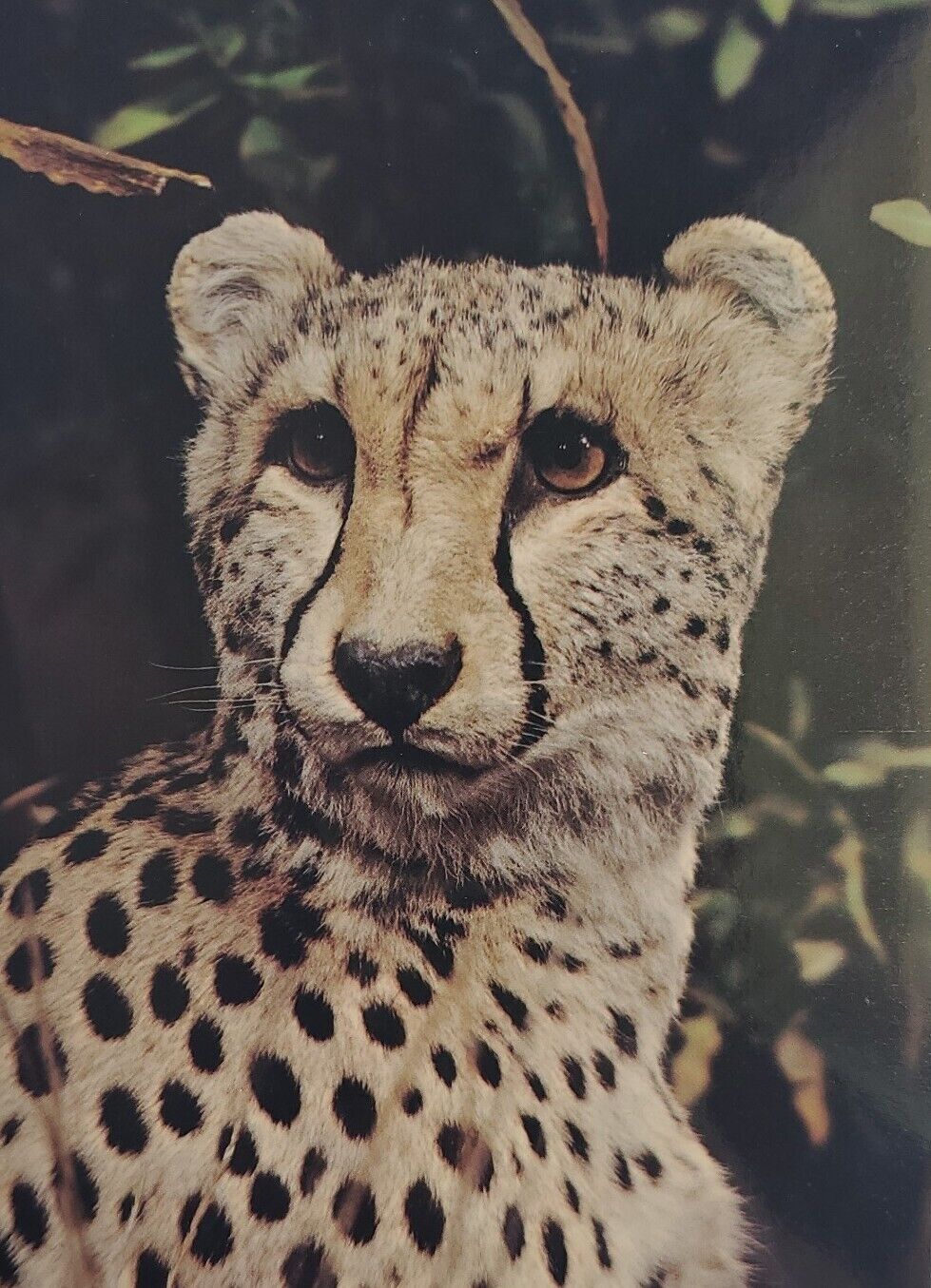 Cheetah African Mammal Cat American Museum of Natural History NY ...
