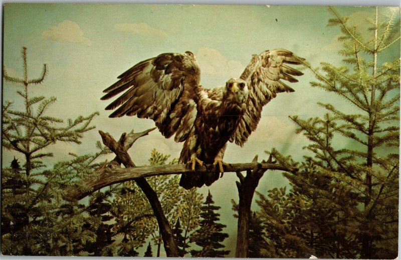 Golden Eagle Display, Call of the Wild Museum Gaylord MI Vintage ...