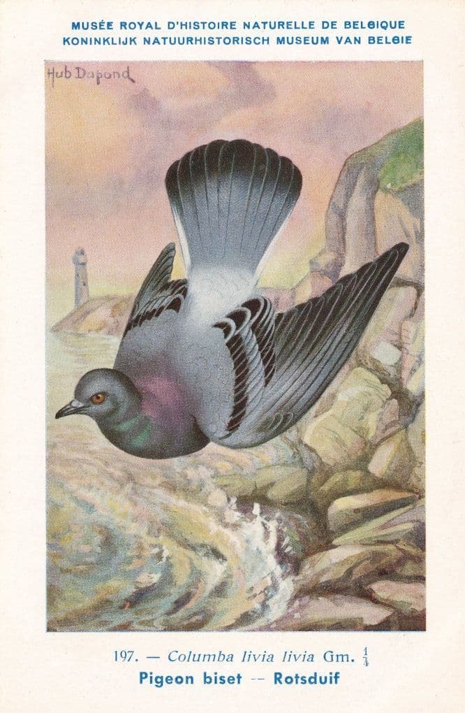 Rock Dove Colomba Livia WW2 Bird Vintage Rare Postcard | Topics ...