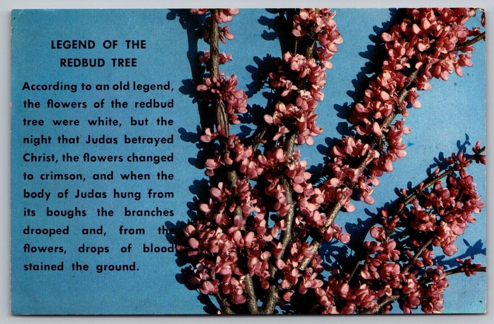 Legend Redbud Tree Judas Betrayed Christ Crimson Postcard UNP ...