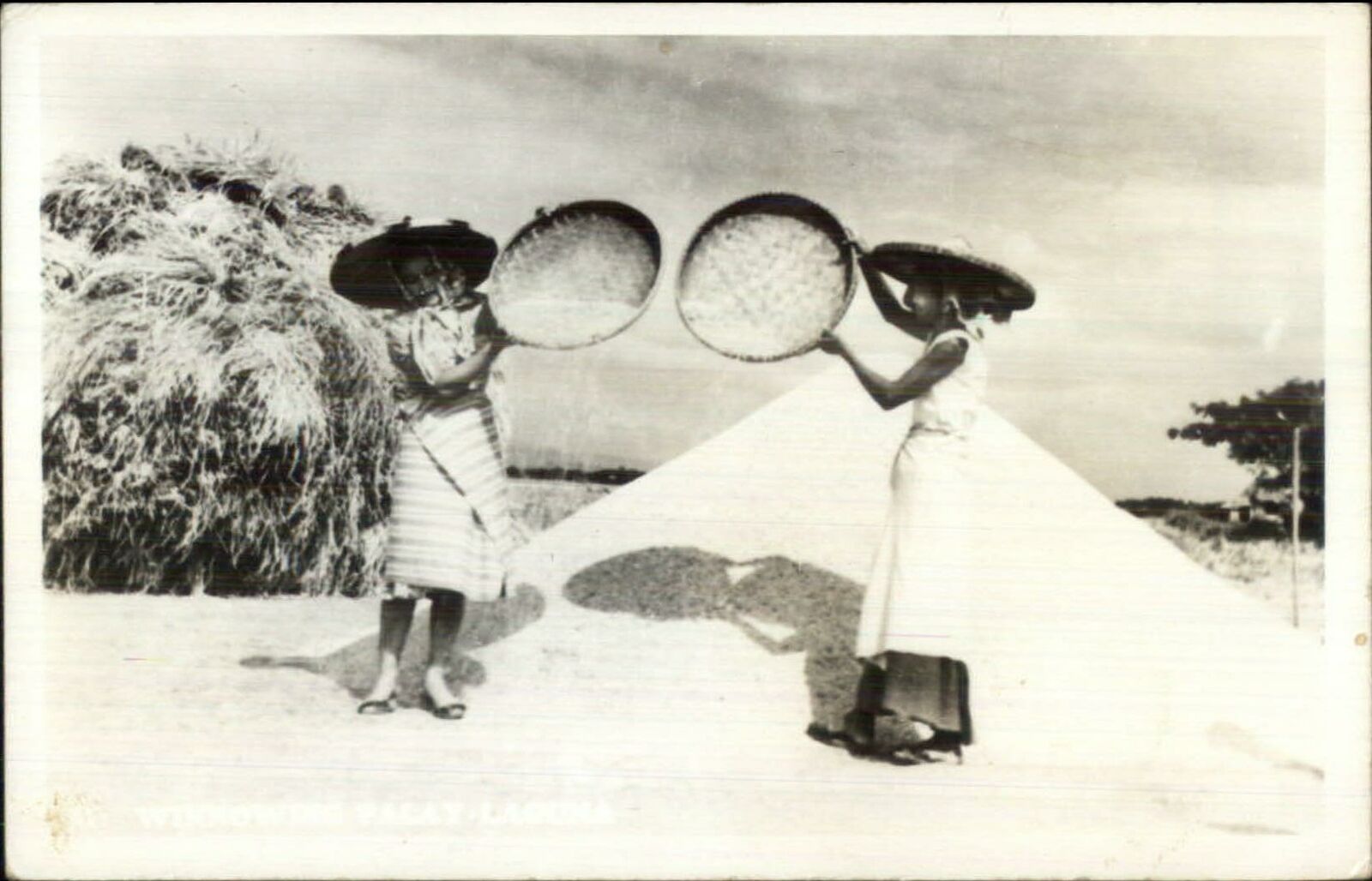 Native Women Labor Work Winnowing Palay in Laguna Real Photo Postcard ...