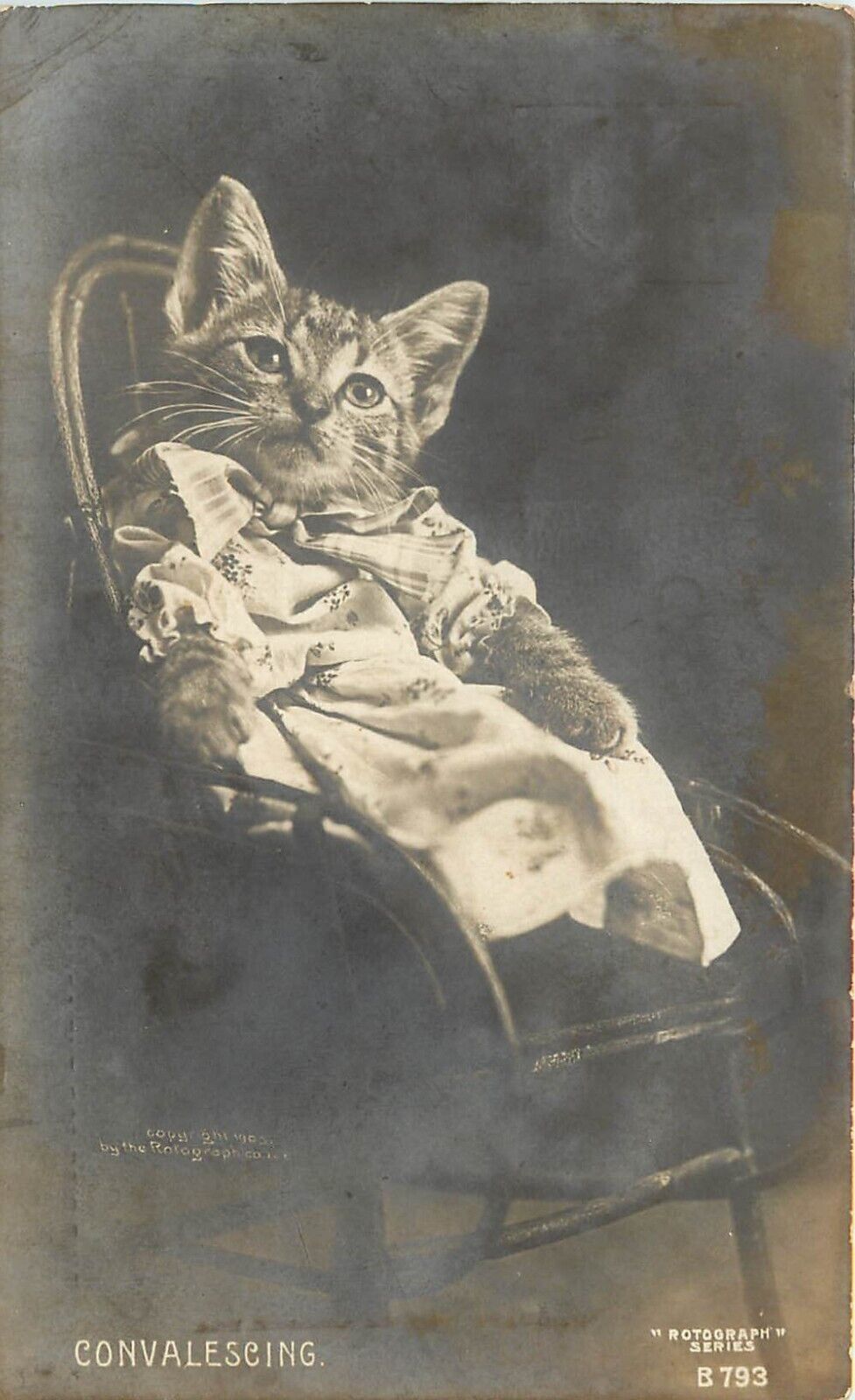 Rotograph Cat RPPC B-793 Adorable Dressed Kitten in Tiny Chair ...